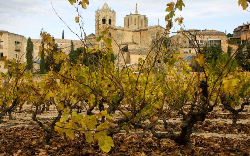 L'Olivera cooperativa | Costers del Segre